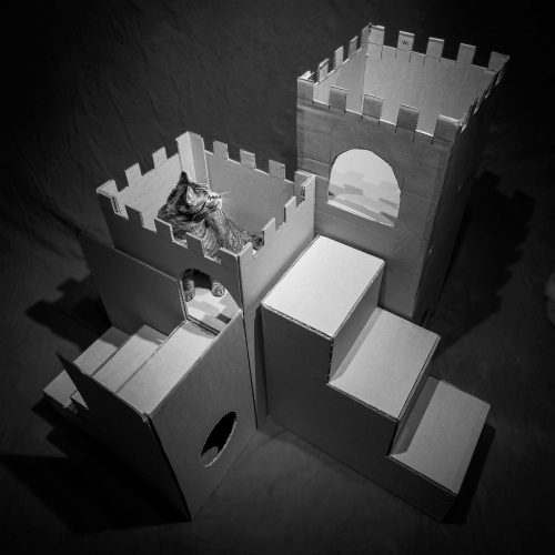 Cat Fort | Michael Barker